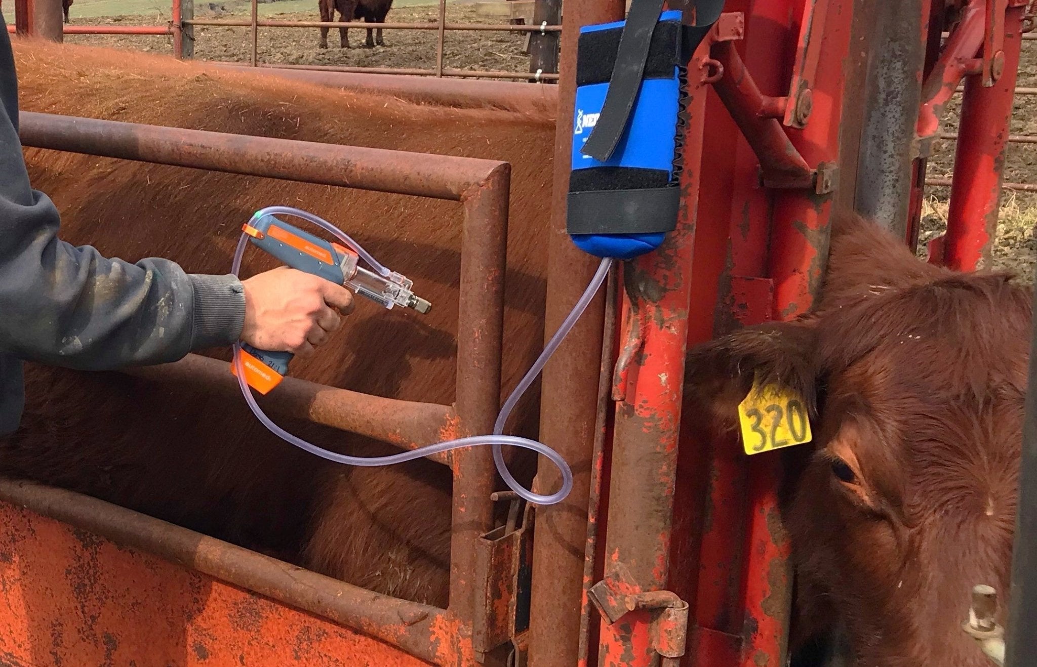 US Patent Office Grants automed Patent for Breakthrough Animal Injecti ...