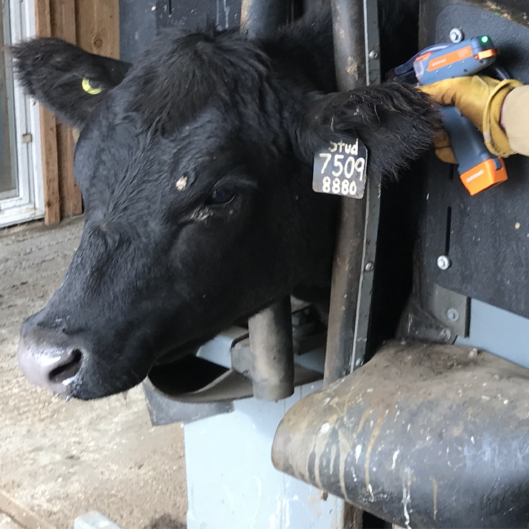 Automed Livestock Medication Delivery Device – Efficient & Ergonomic