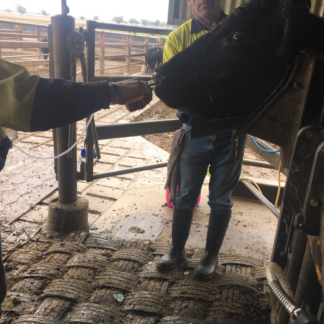 Automed Livestock Medication Delivery Device – Efficient & Ergonomic